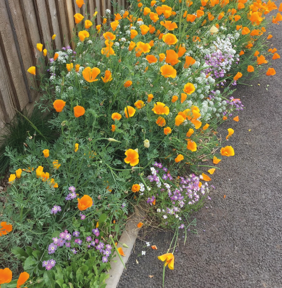 Loftus Blooming Beautiful - Welcome to My Loftus