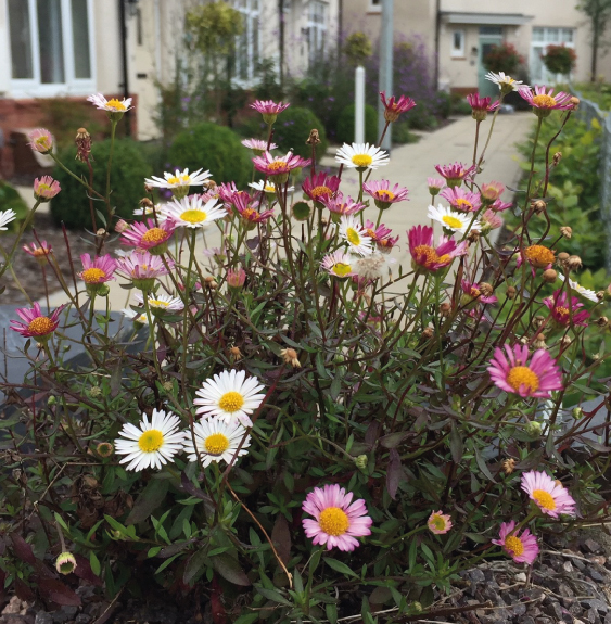 Loftus Blooming Beautiful - Welcome to My Loftus